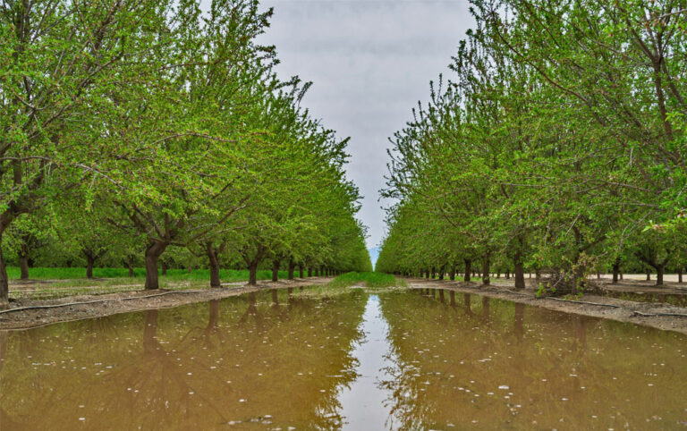 Waterlogging in Agriculture: Causes, Effects, and Solutions | AgNote