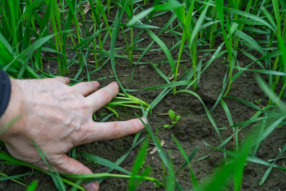 Herbicide Spray Tips for Wheat and Triticale Farming Success | AgNote