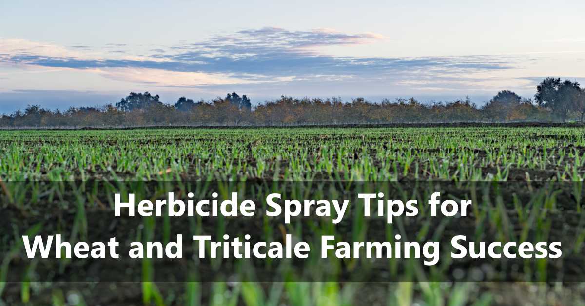 Herbicide Spray Tips for Wheat and Triticale Farming Success | AgNote