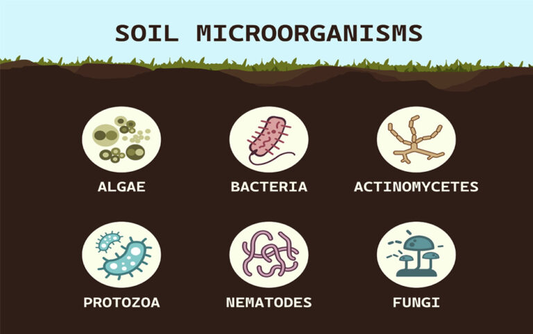 How Microbial Habitats Influence Sustainable Farming | AgNote