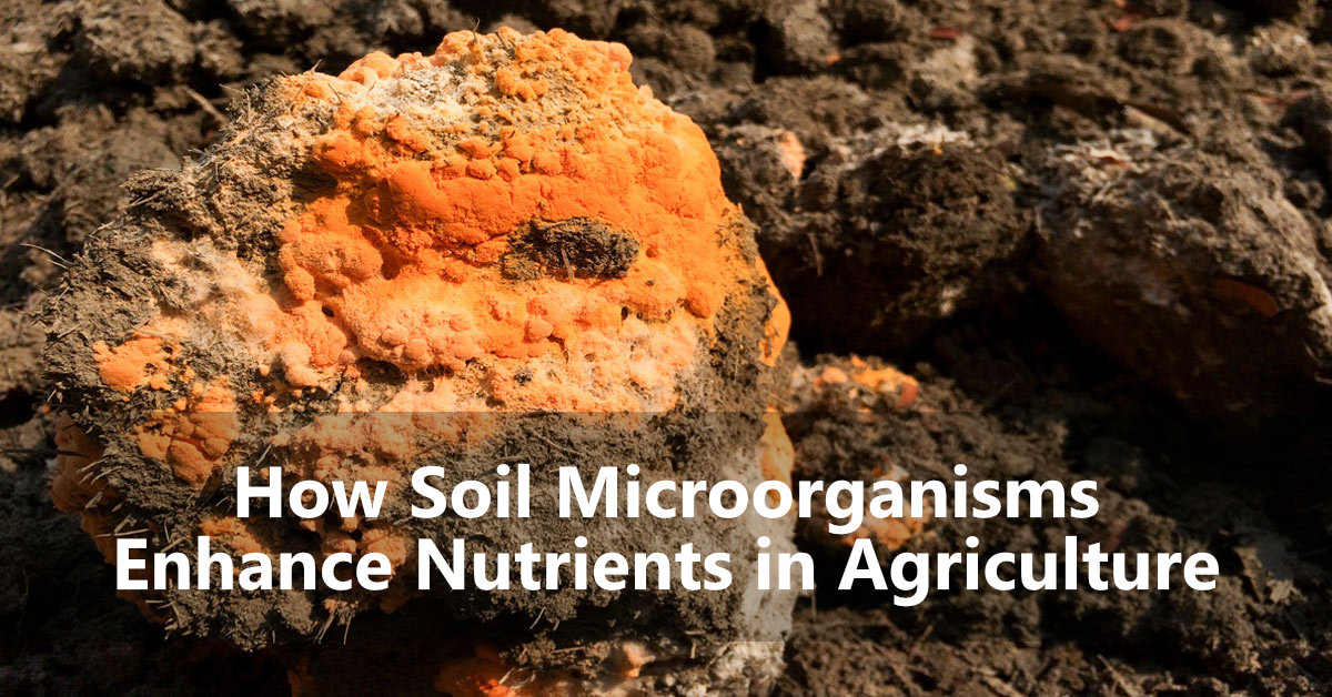 How Soil Microorganisms Enhance Nutrients in Agriculture | AgNote