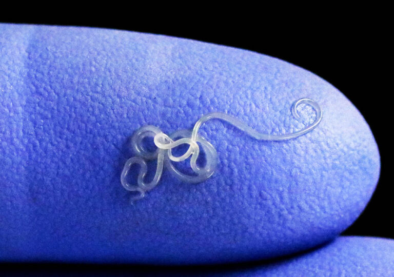 Root-Knot Nematodes: Symptoms, Causes, and Solutions | AgNote