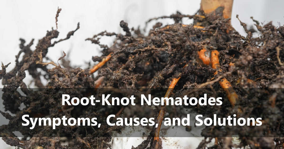 Root Knot Nematodes Symptoms Causes And Solutions Agnote