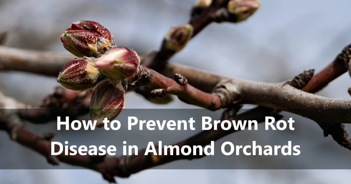 How to Prevent Brown Rot Disease in Almond Orchards | AgNote