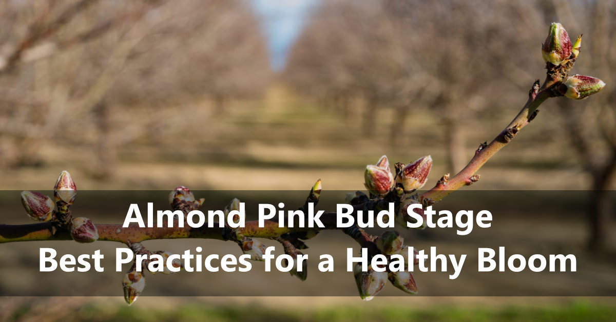 Almond Pink Bud Stage: Best Practices for a Healthy Bloom | AgNote