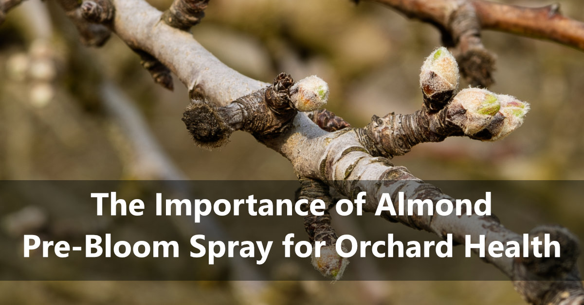 The Importance of Almond Pre-Bloom Spray for Orchard Health | AgNote