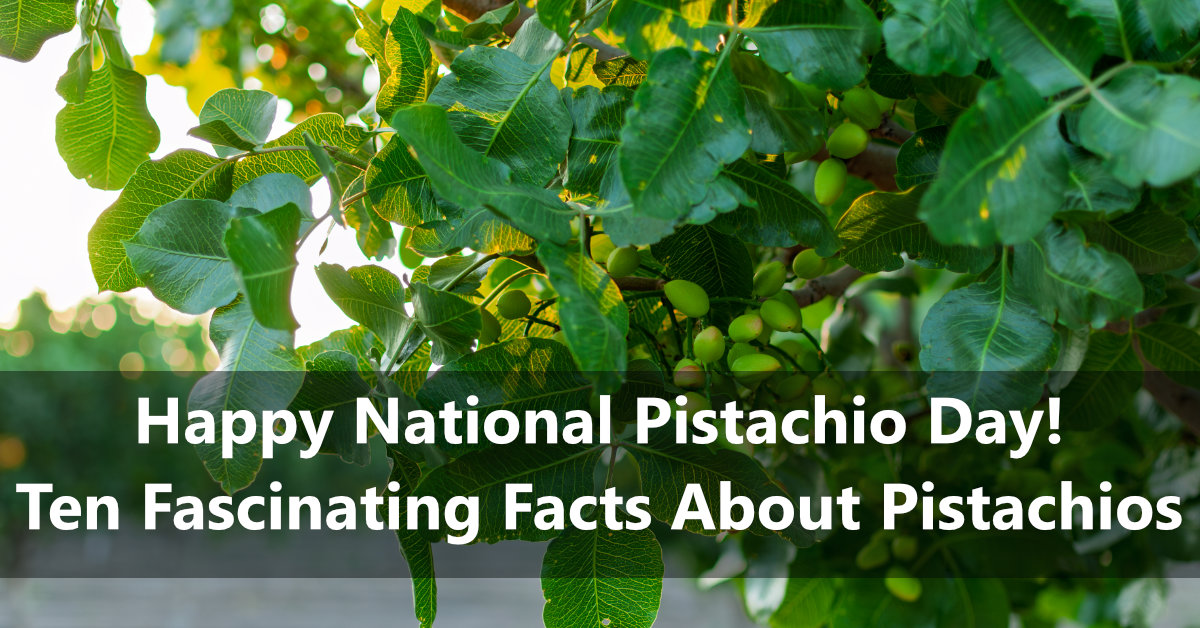 National Pistachio Day: Top 10 Fascinating Facts About Pistachios | AgNote