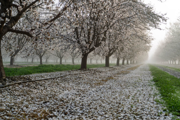 Understanding Almond Jacket Rot and How to Prevent It | AgNote