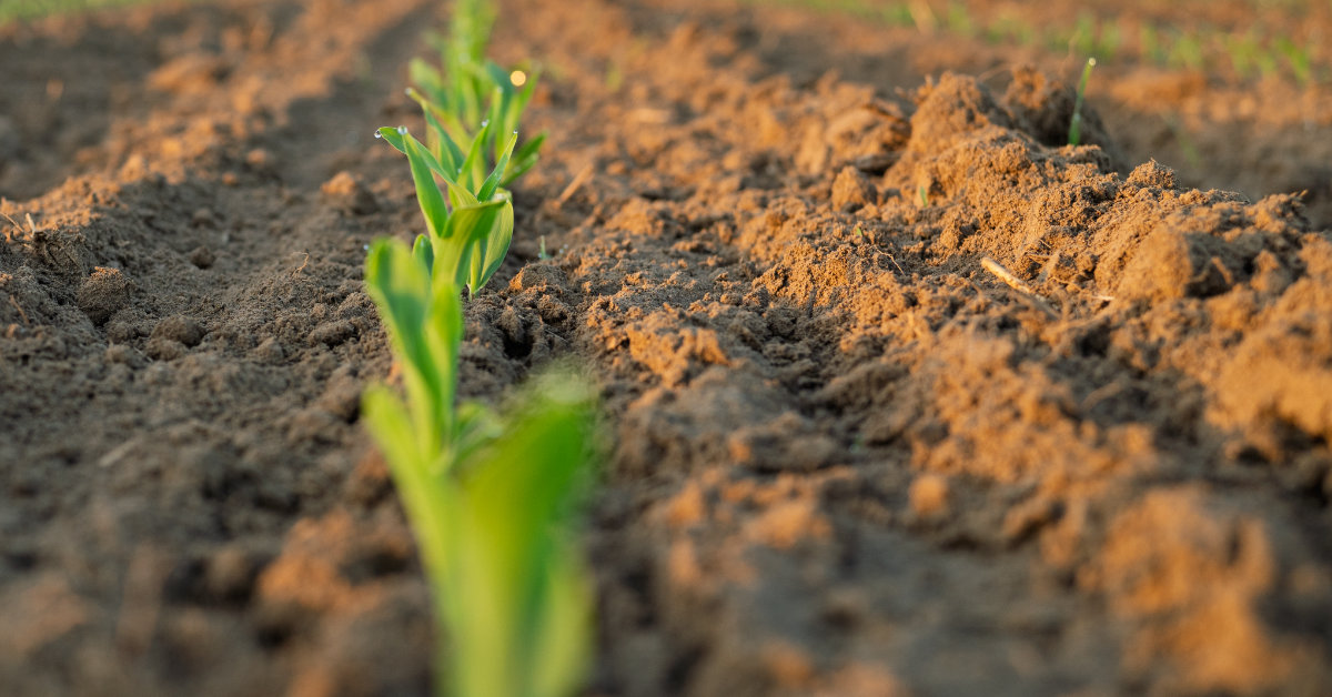 Planting Corn Early? Here’s How to Maximize Corn Yields | AgNote