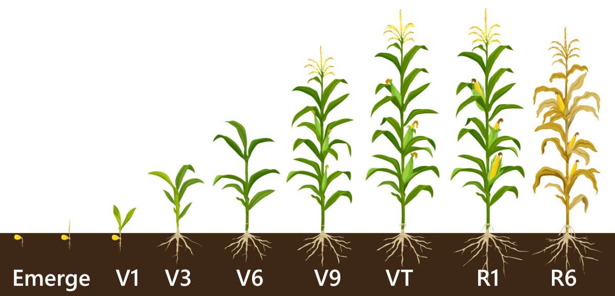 Planting Corn Early? Here’s How to Maximize Corn Yields | AgNote