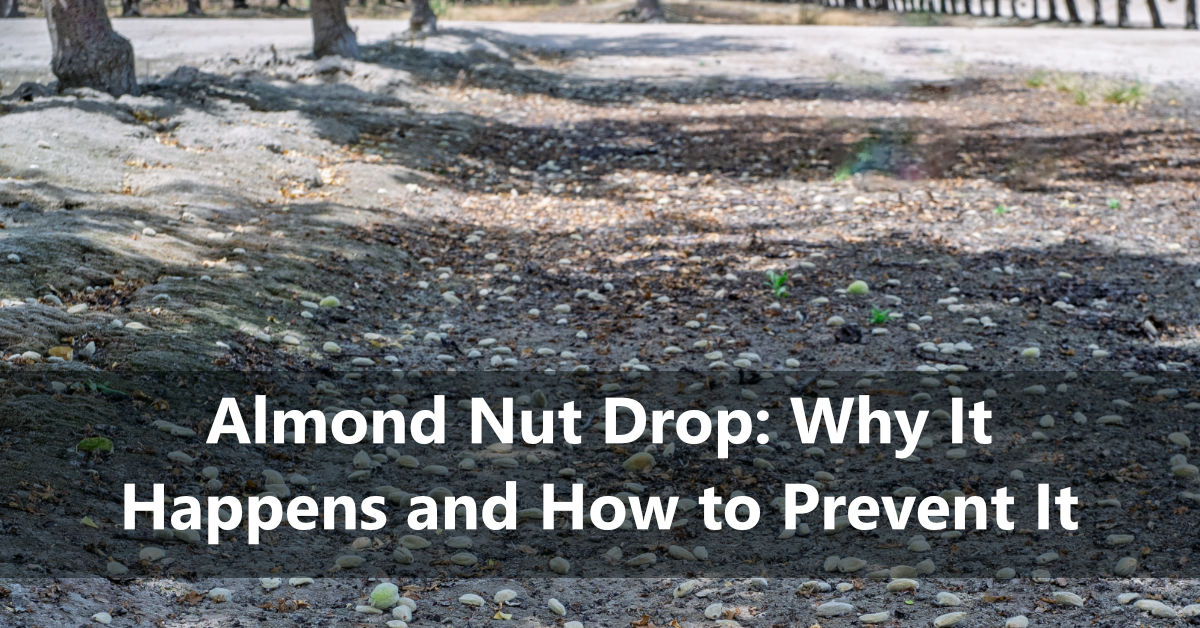 Almond Nut Drop: Why It Happens and How to Prevent It | AgNote