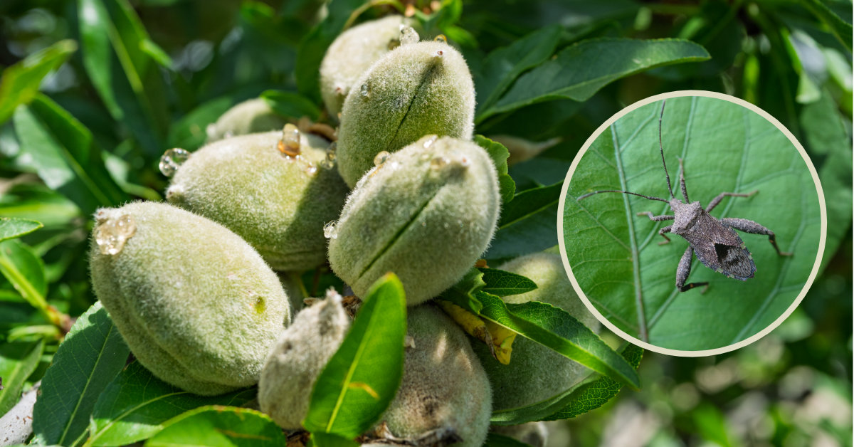 Leaf-Footed Bug Damage: What Almond Growers Need to Know | AgNote