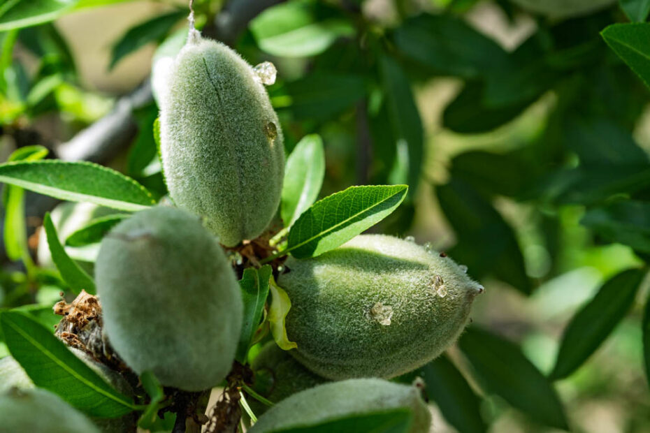 Leaf-Footed Bug Damage: What Almond Growers Need to Know | AgNote