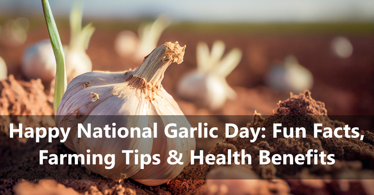 National Garlic Day: Fun Facts, Farming Tips & Health Benefits | AgNote