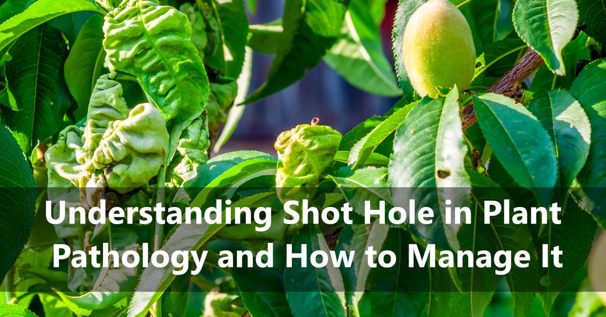 Understanding Shot Hole in Plant Pathology and How to Manage It | AgNote