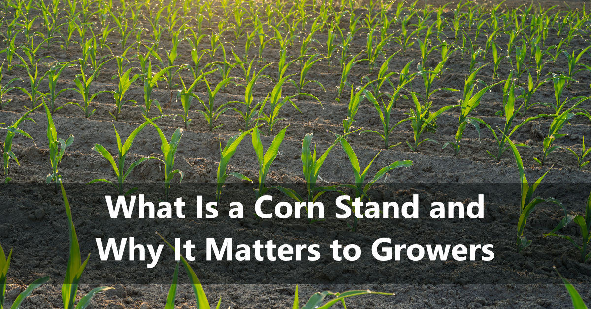 What Is a Corn Stand and Why It Matters to Growers | AgNote