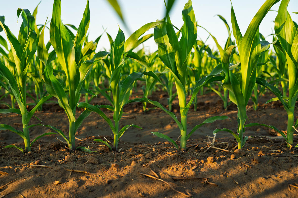 Corn Irrigation Frequency: Tips from California Silage Farmer | AgNote
