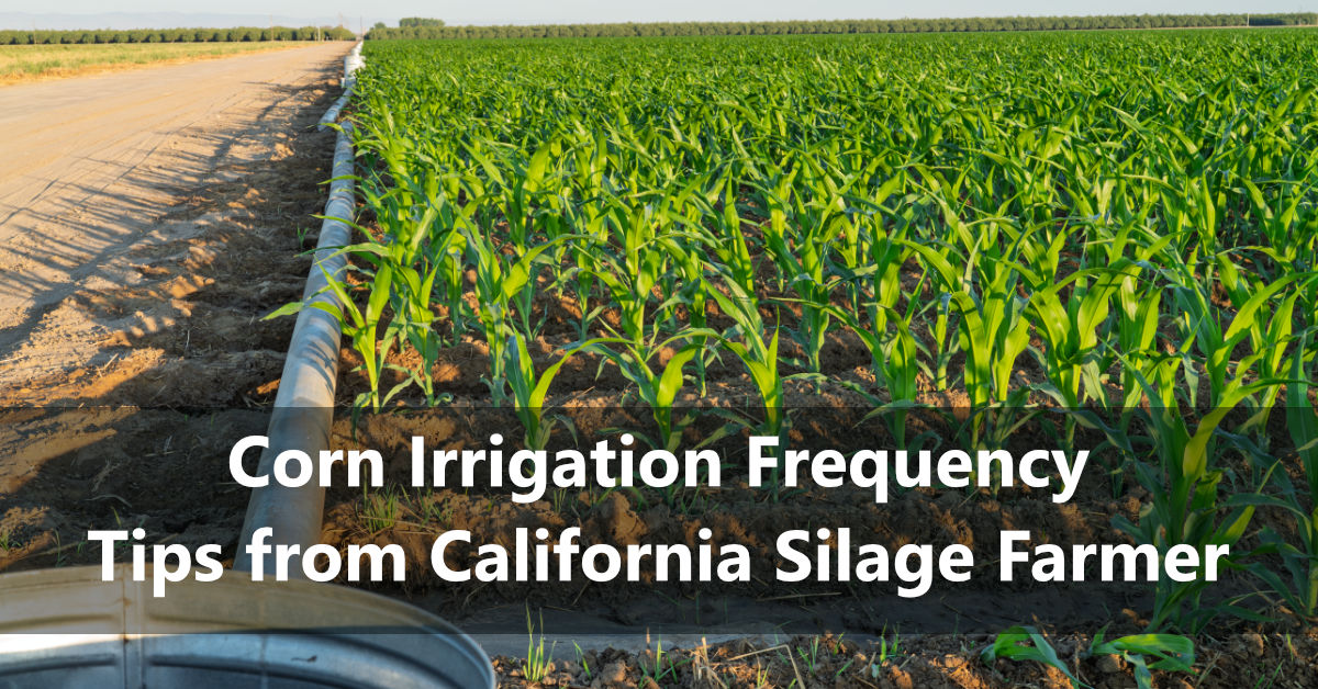 Corn Irrigation Frequency: Tips from California Silage Farmer | AgNote