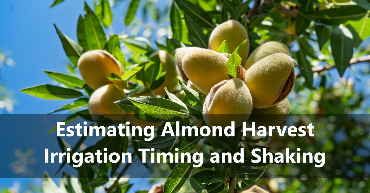 Estimating Almond Harvest: Irrigation Timing and Shaking | AgNote