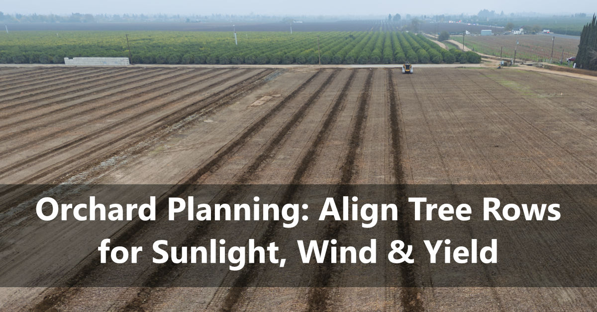 Orchard Planning: Align Tree Rows for Sunlight, Wind & Yield | AgNote